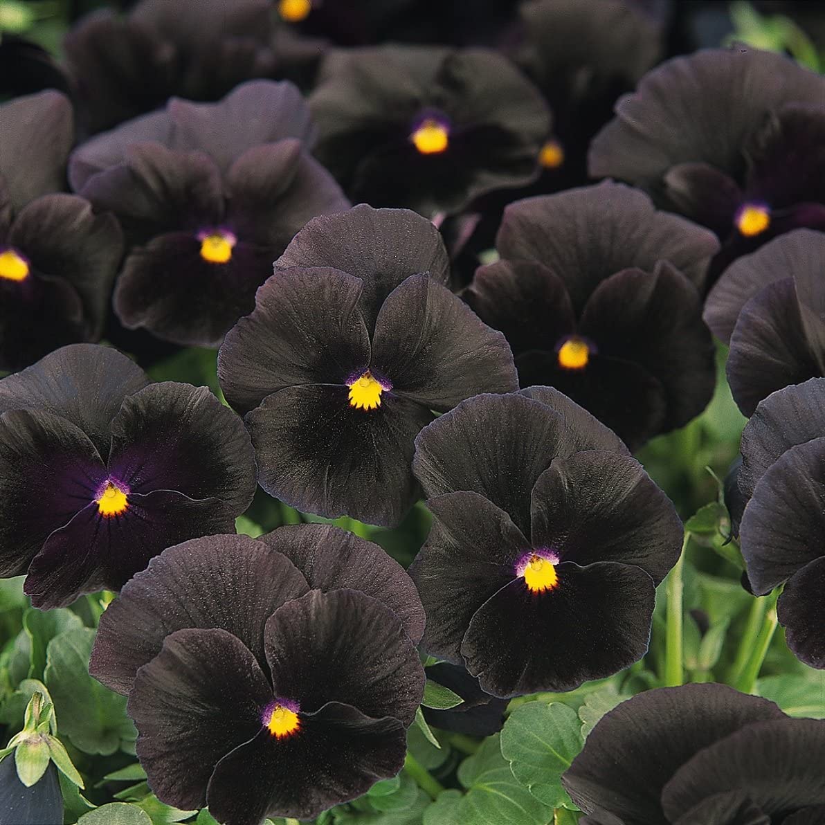 12 Bold and Beautiful Black Plants to Add Drama and Contrast to Your Garden