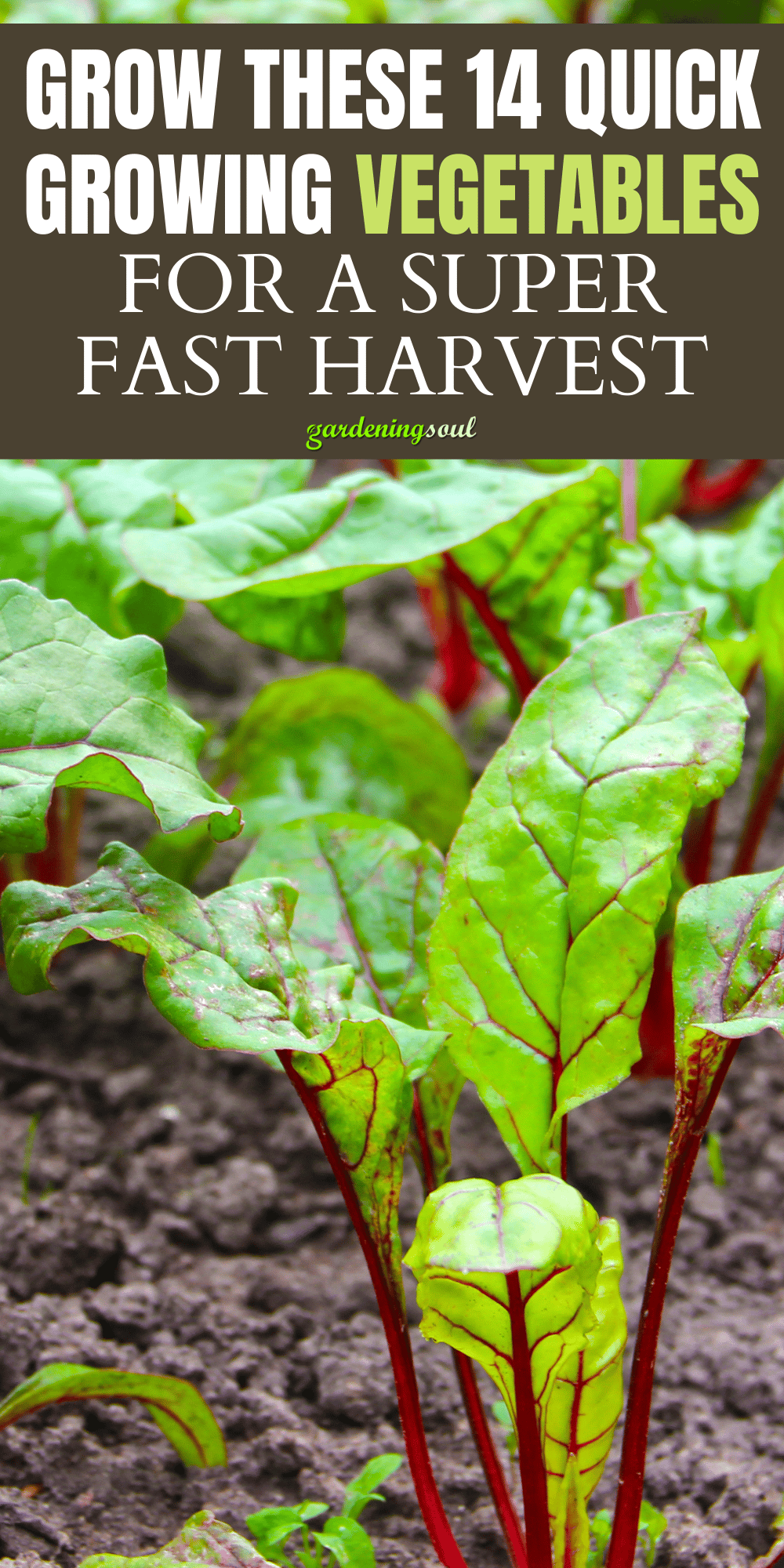 Grow These 14 Quick Growing Vegetables For a Super Fast Harvest