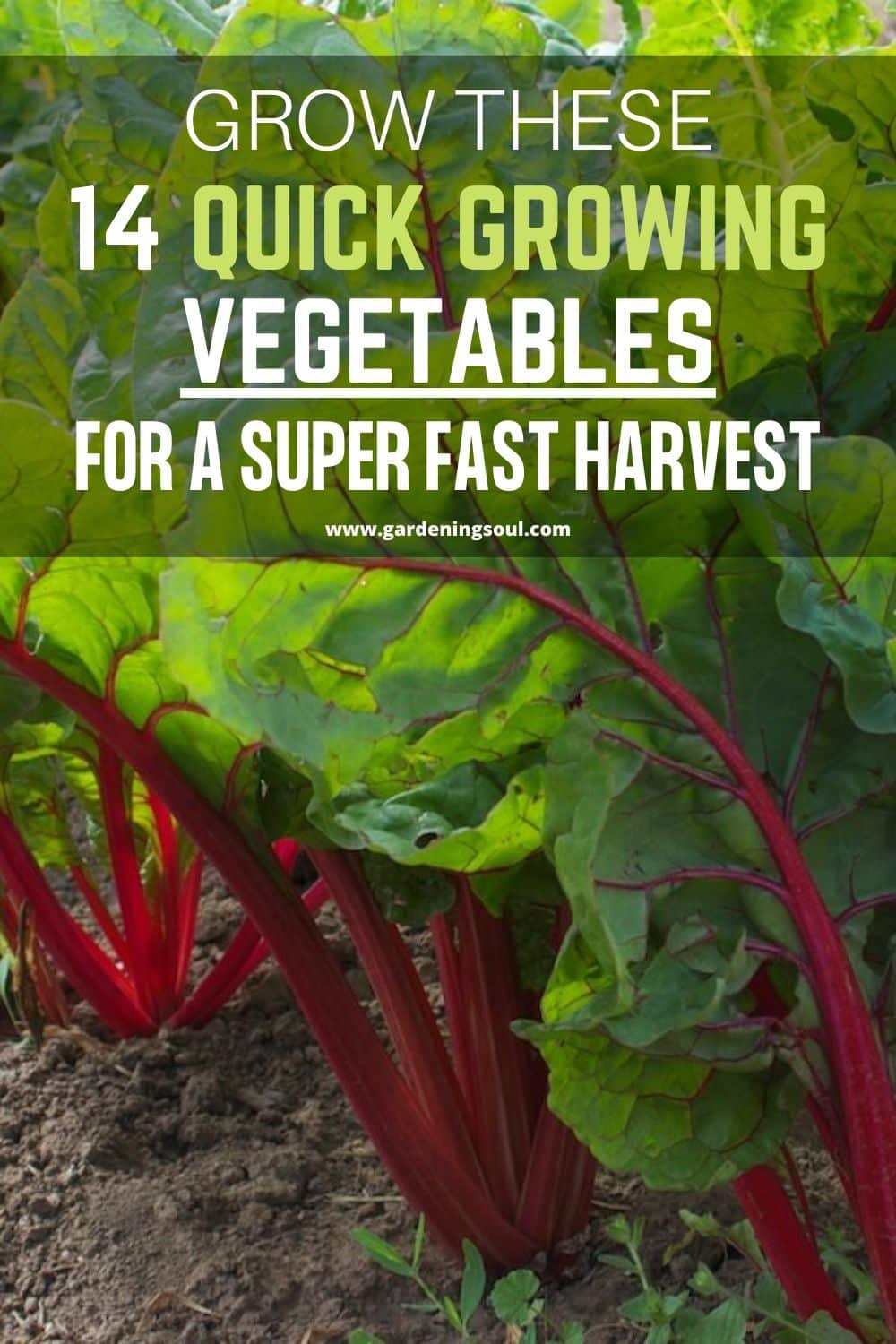 Grow These 14 Quick Growing Vegetables For a Super Fast Harvest