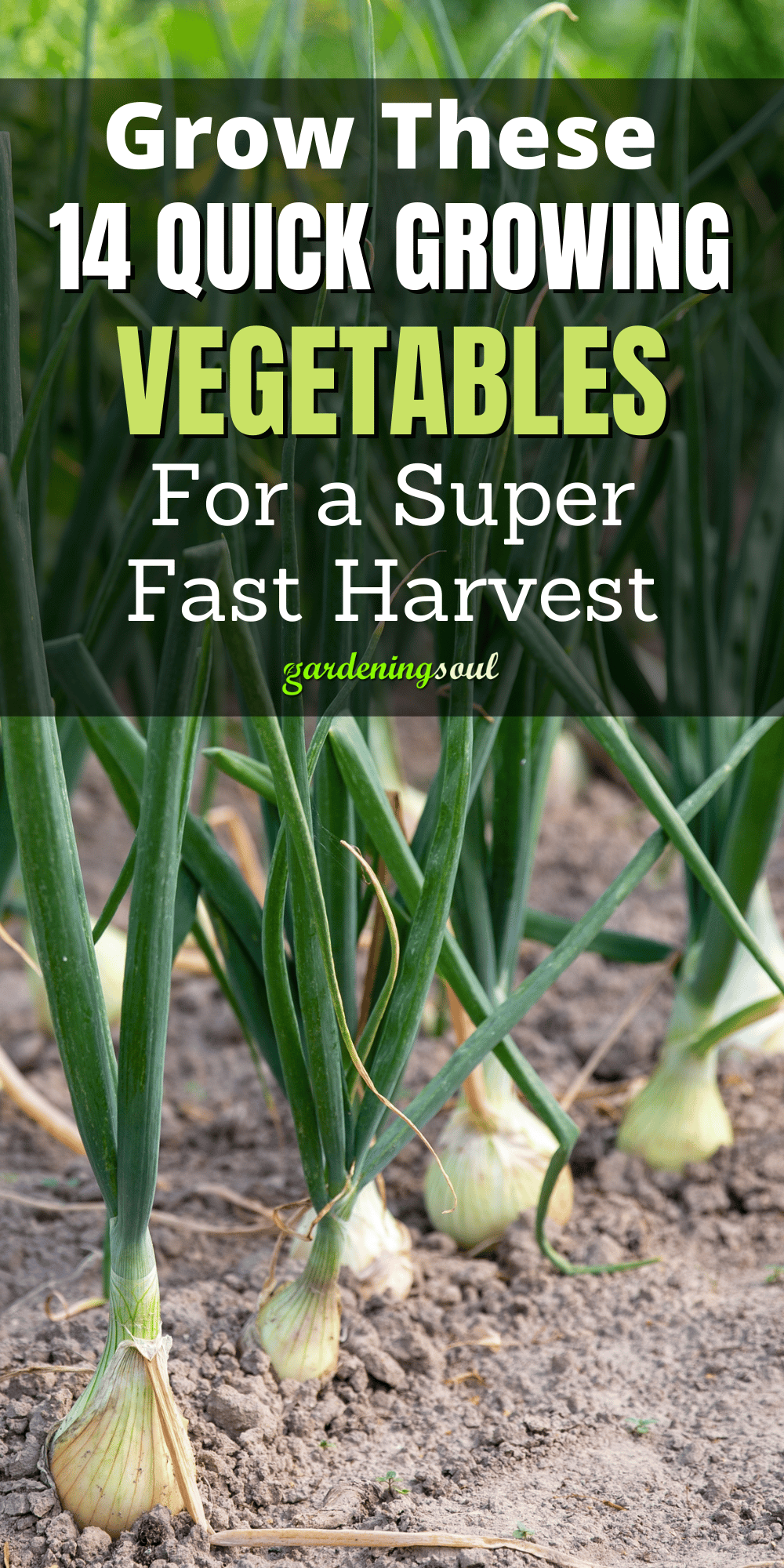 Grow These 14 Quick Growing Vegetables For a Super Fast Harvest