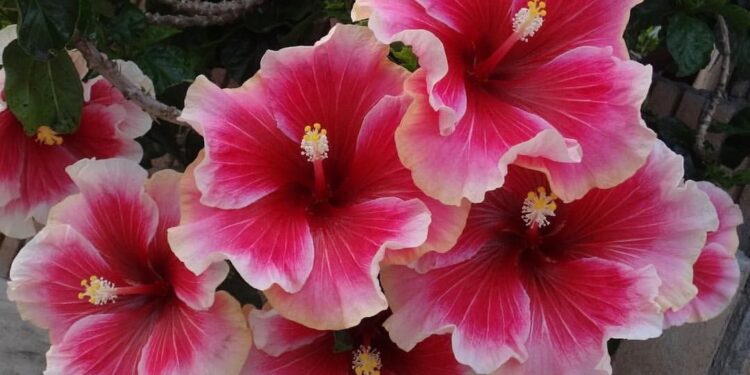 Hibiscus Tree Care – Growing The Perfect Tropical Patio Plant