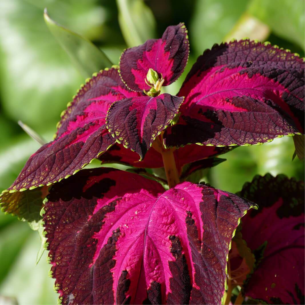 15 Best Plants for the Summer Season: Colorful, Lush, and Easy to Grow
