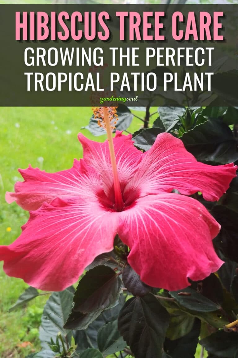 Hibiscus Tree Care – Growing The Perfect Tropical Patio Plant