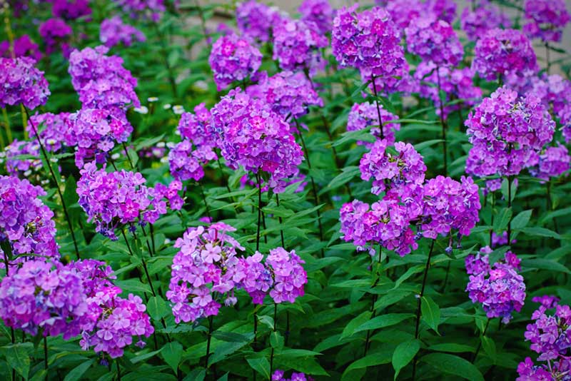 10 Fragrant Perennial Flowers That Will Make Your Garden Smell Amazing