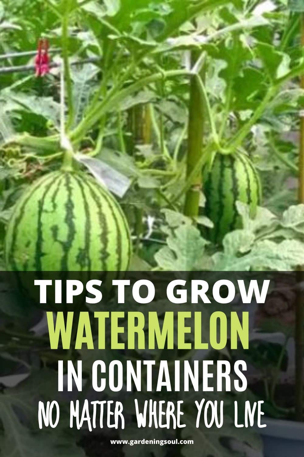 Tips To Grow Watermelon In Containers No Matter Where You Live