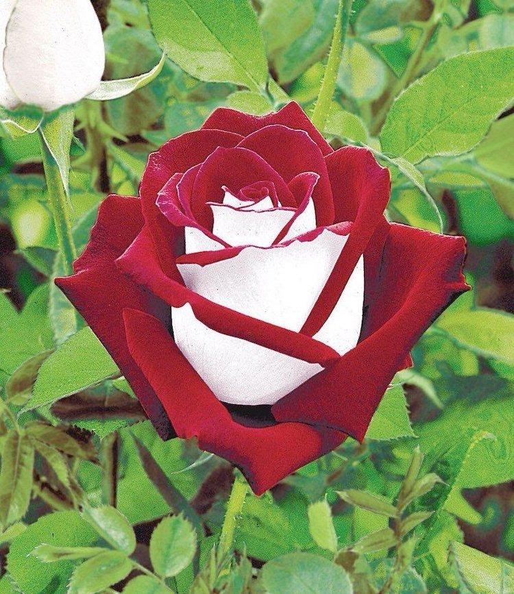 The Captivating Osiria Rose: A Red and White Beauty That Transforms Any ...