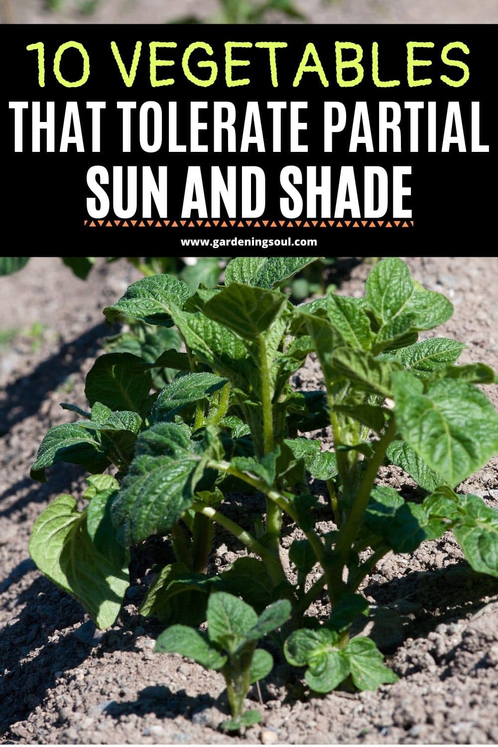 10 Vegetables That Tolerate Partial Sun And Shade