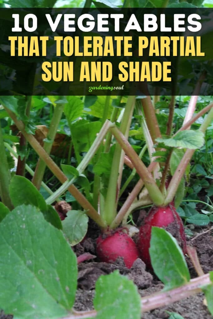10 Vegetables That Tolerate Partial Sun And Shade