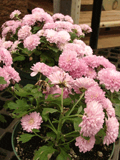 10 Beautiful and Easy-to-Grow Flowers for Balcony Gardens