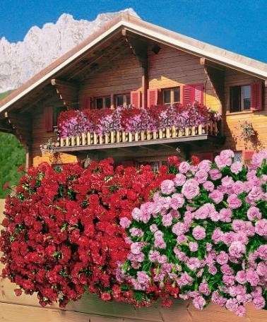 10 Beautiful and Easy-to-Grow Flowers for Balcony Gardens