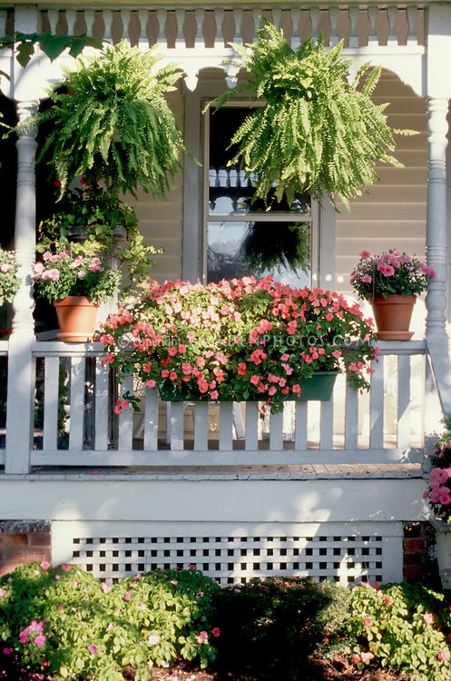 10 Beautiful and Easy-to-Grow Flowers for Balcony Gardens