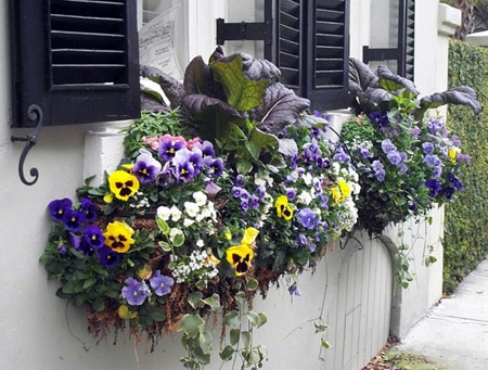 10 Beautiful and Easy-to-Grow Flowers for Balcony Gardens