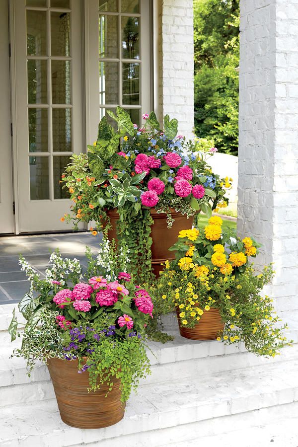 10 Beautiful and Easy-to-Grow Flowers for Balcony Gardens