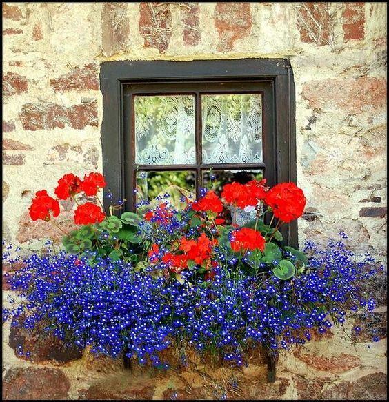 10 Beautiful and Easy-to-Grow Flowers for Balcony Gardens