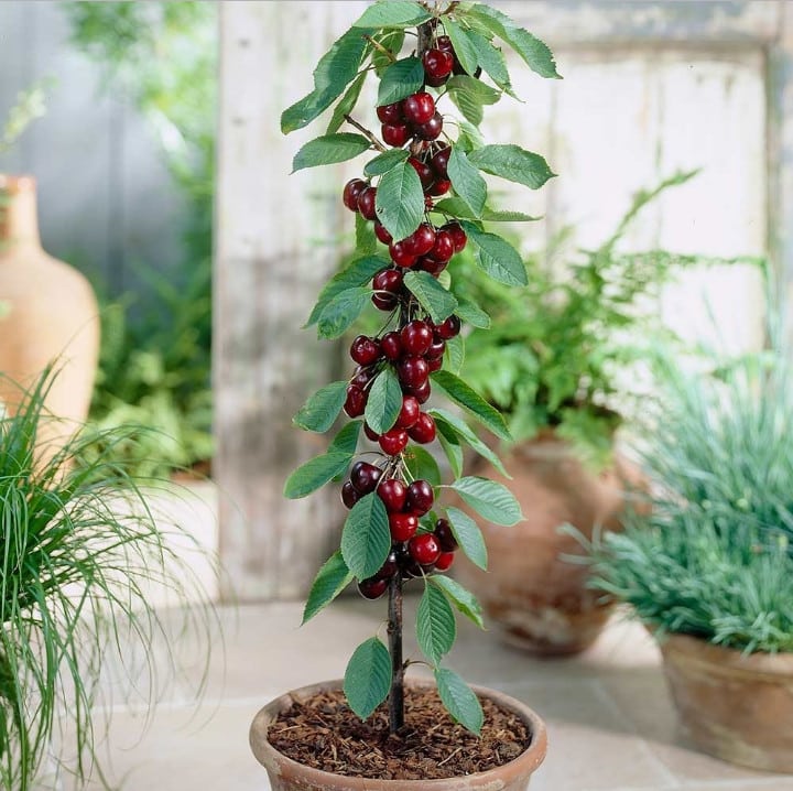 Grow Your Own Urban Orchard: The Beauty and Simplicity of Columnar ...