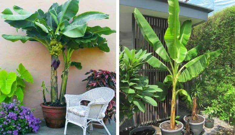 How To Grow A Banana Tree In Pot
