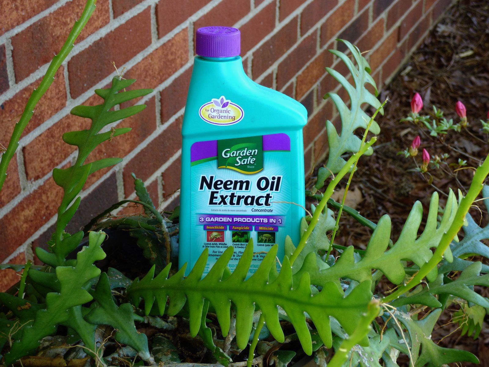 8 Clever Pest Control Hacks to Protect Your Garden Without Harsh Chemicals