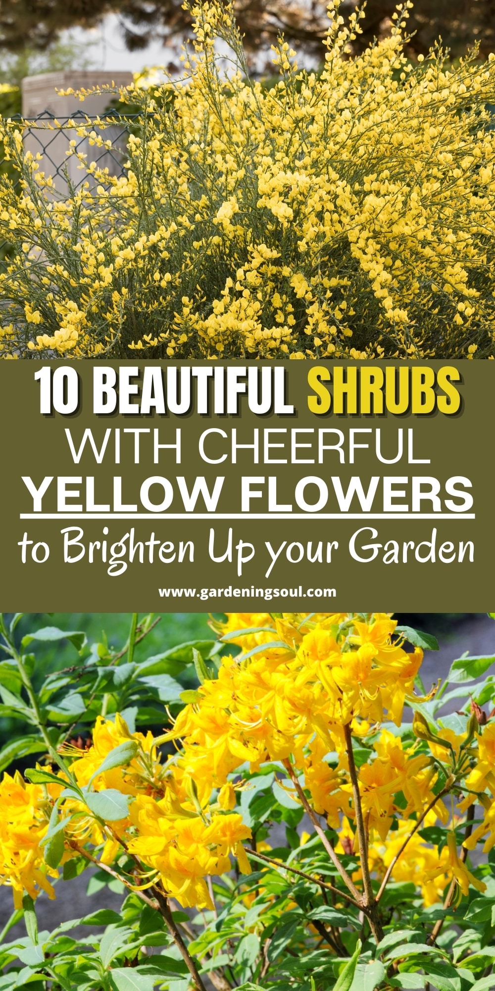 10 Beautiful Shrubs With Cheerful Yellow Flowers to Brighten Up your Garden