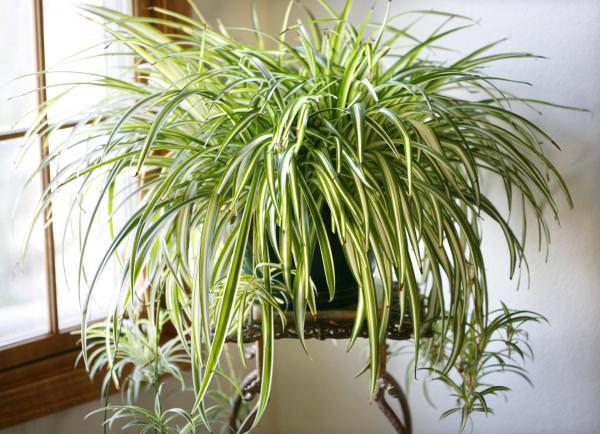10 Striking Houseplants with Striped Leaves That Add Texture and Color ...