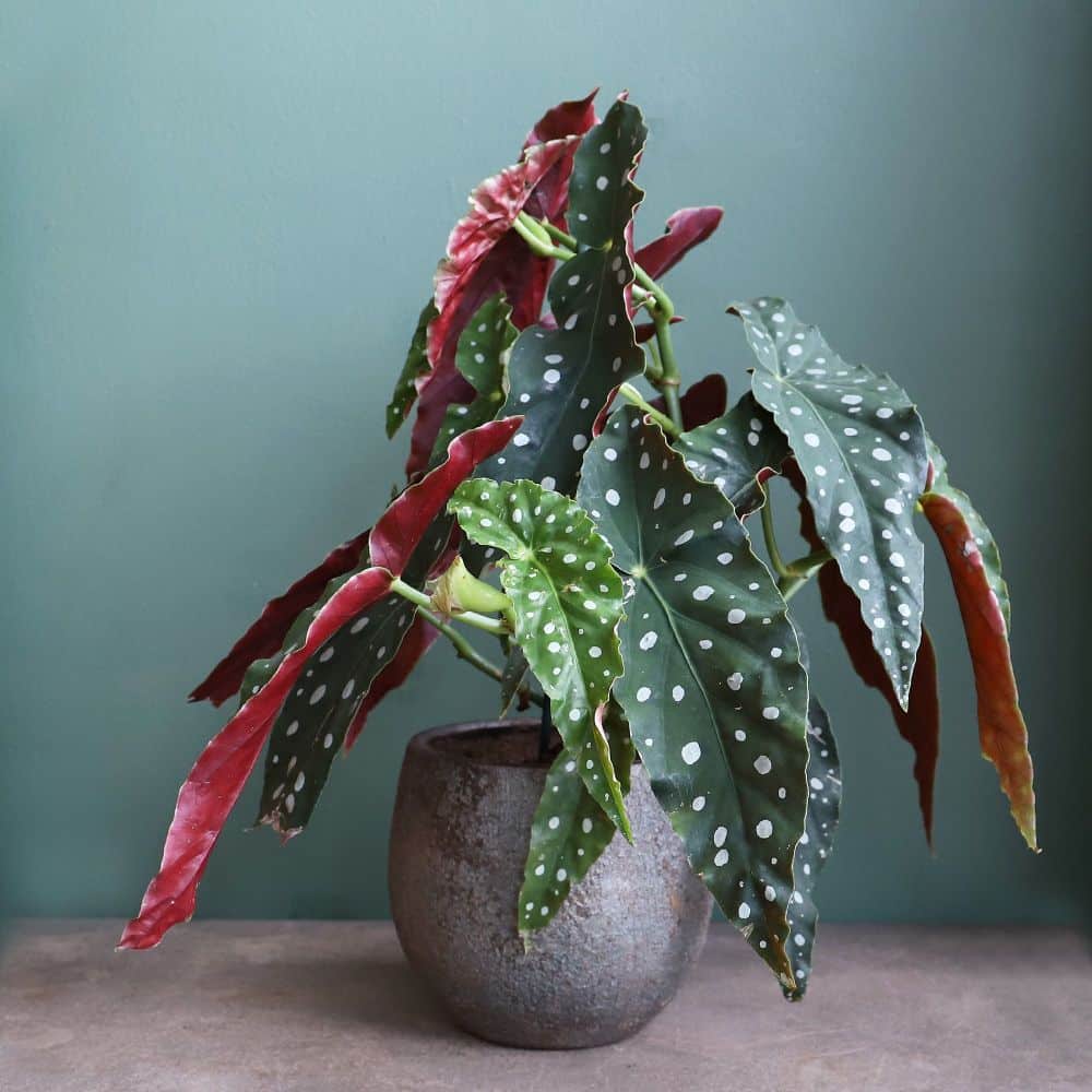 7 Houseplants With the Most Unique Leaves We’ve Ever Seen
