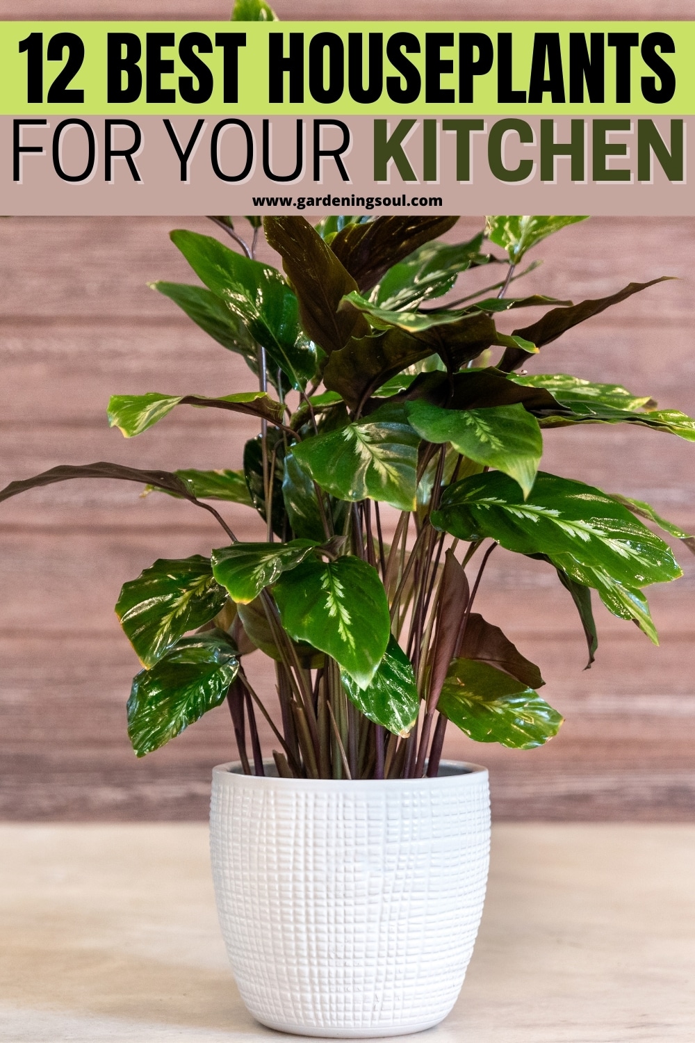 12 Best Houseplants For Your Kitchen