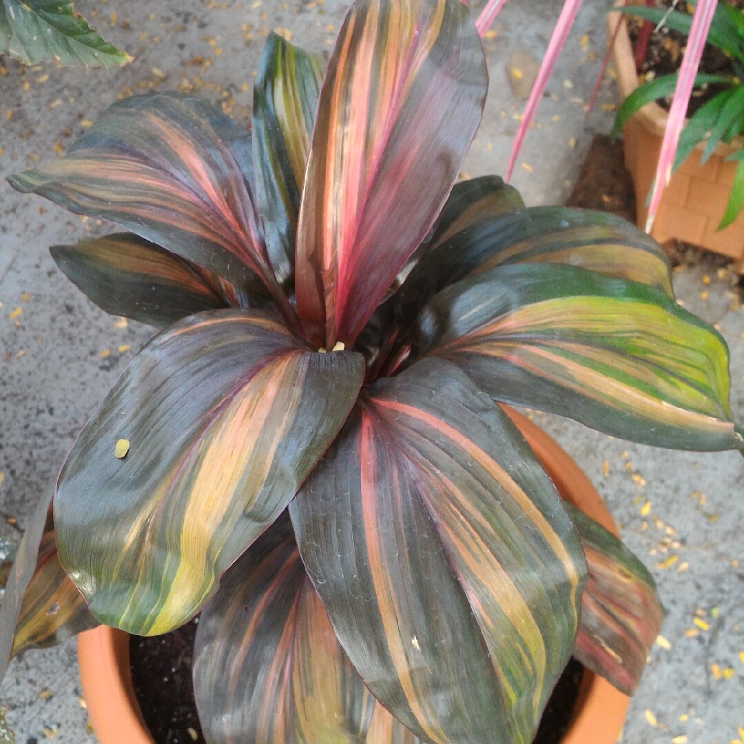10 Striking Houseplants with Striped Leaves That Add Texture and Color ...