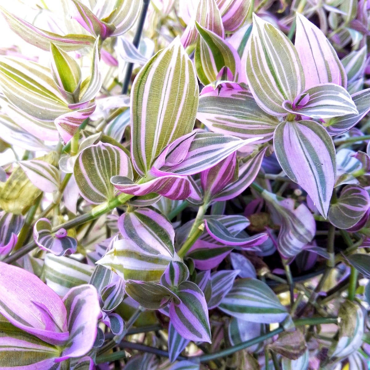 10 Striking Houseplants with Striped Leaves That Add Texture and Color ...