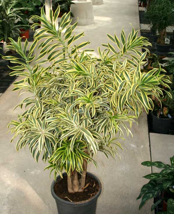 10 Striking Houseplants with Striped Leaves That Add Texture and Color ...