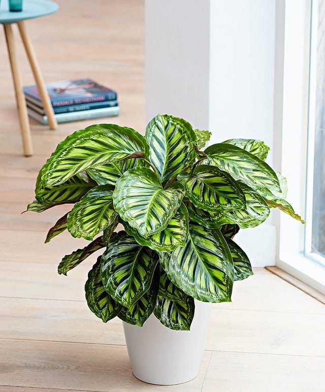 10 Striking Houseplants with Striped Leaves That Add Texture and Color ...