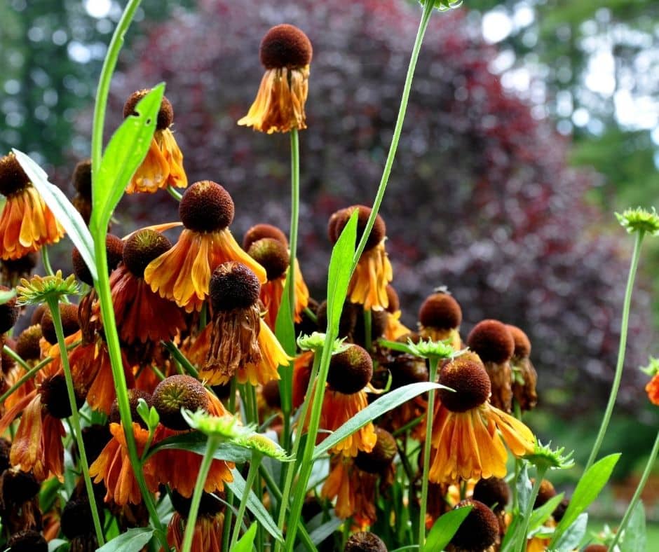 10 Stunning Fall-Blooming Perennials to Add Bold Color to Your Autumn ...