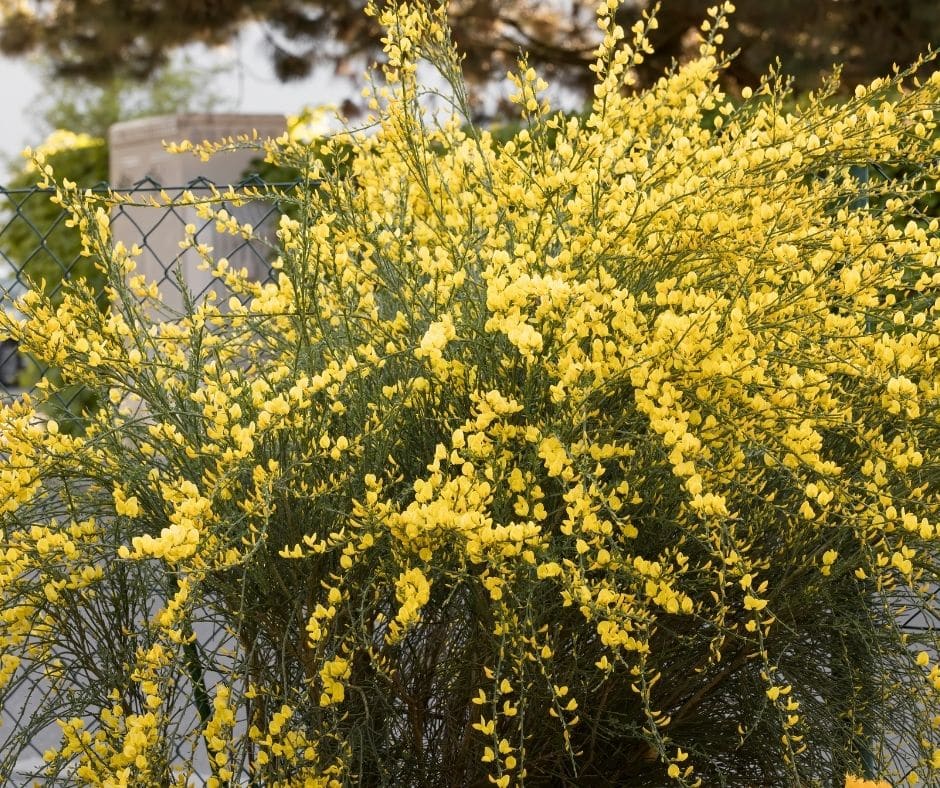 10 Beautiful Shrubs With Cheerful Yellow Flowers to Brighten Up your Garden