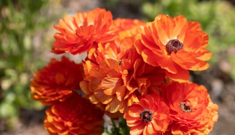 10 Beautiful Orange Flowering Perennials