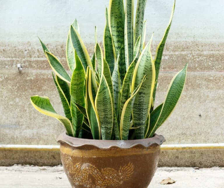 10 Striking Houseplants with Striped Leaves That Add Texture and Color ...