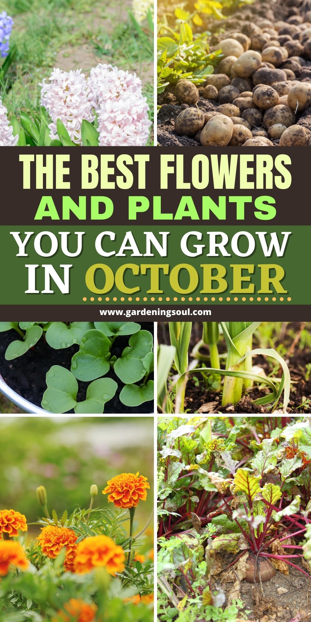 The Best Flowers and Plants You Can Grow in October