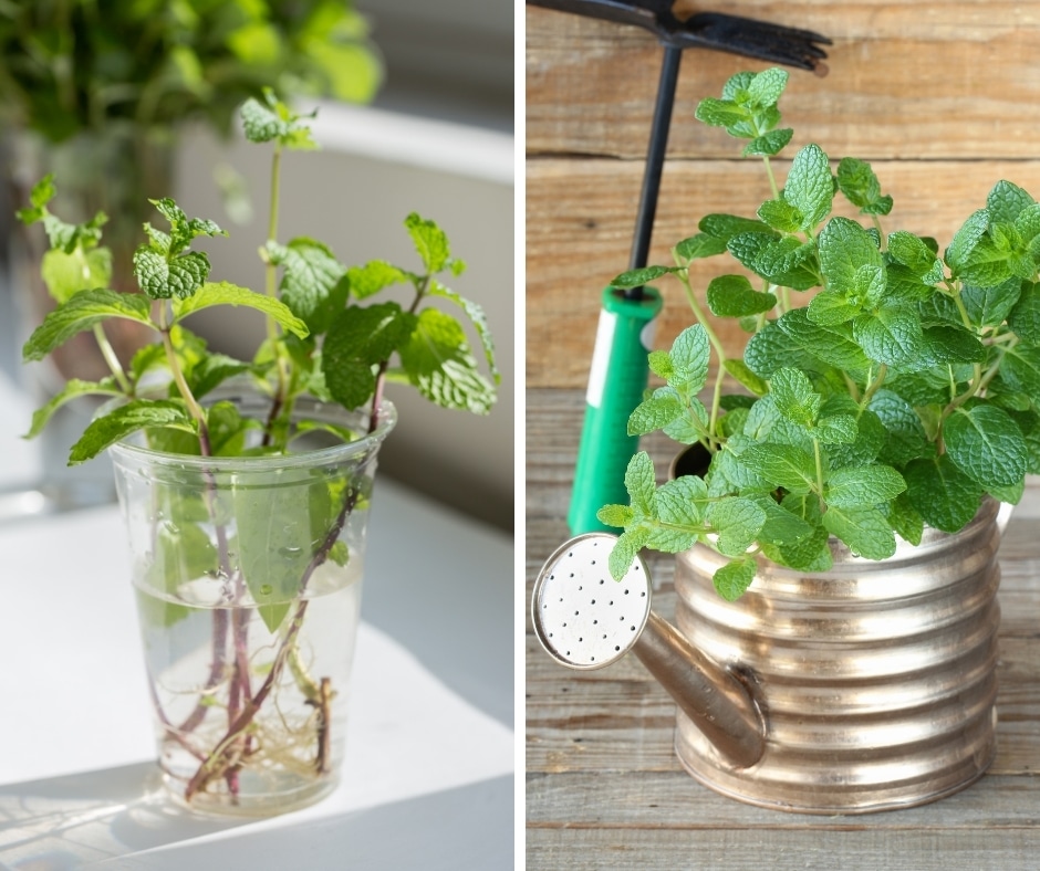 How To Grow Mint At Home In Water Without Soil