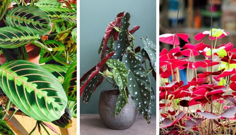 7 Houseplants With the Most Unique Leaves We’ve Ever Seen