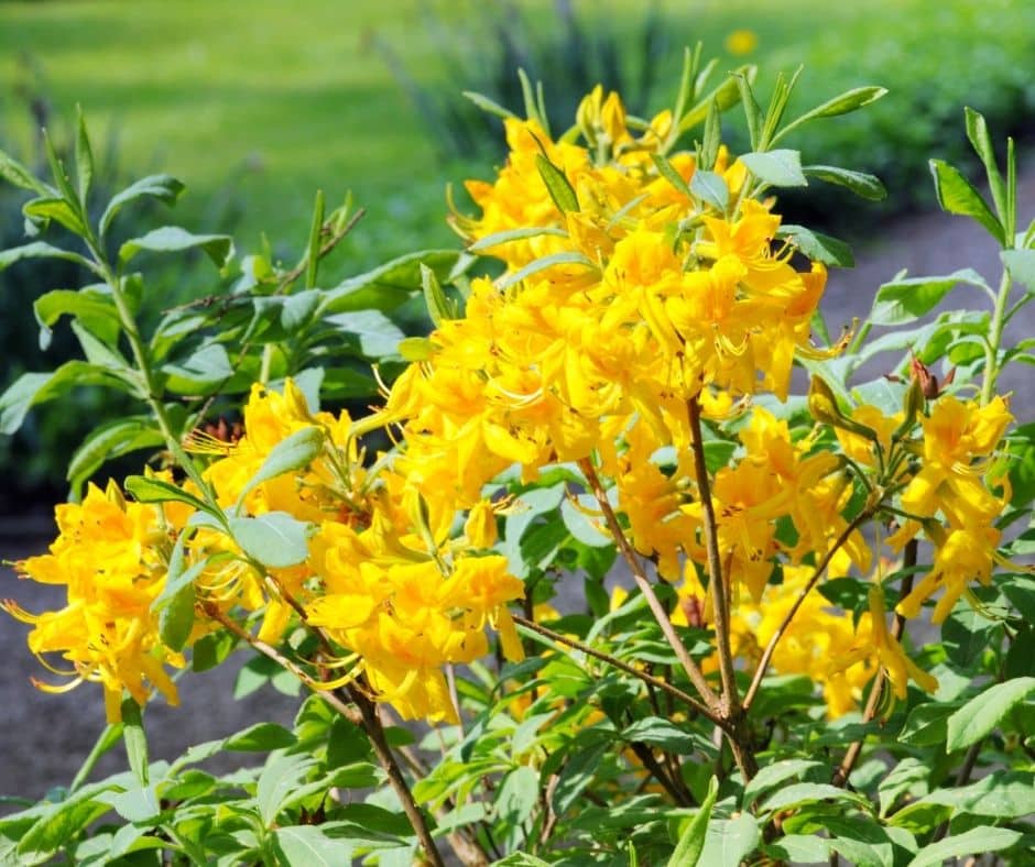 10 Beautiful Shrubs With Cheerful Yellow Flowers to Brighten Up your Garden