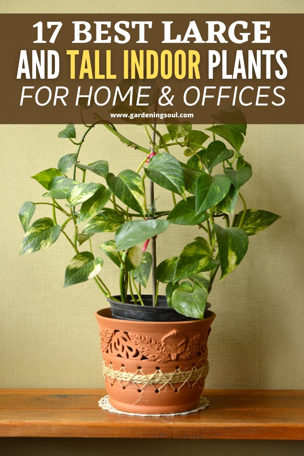 17 Best Large And Tall Indoor Plants for Home & Offices