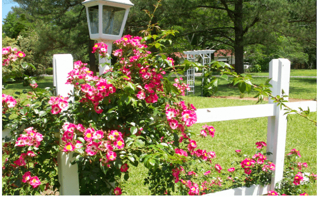 20 Beautiful Pink-Themed Garden Ideas Using Annual Flowers