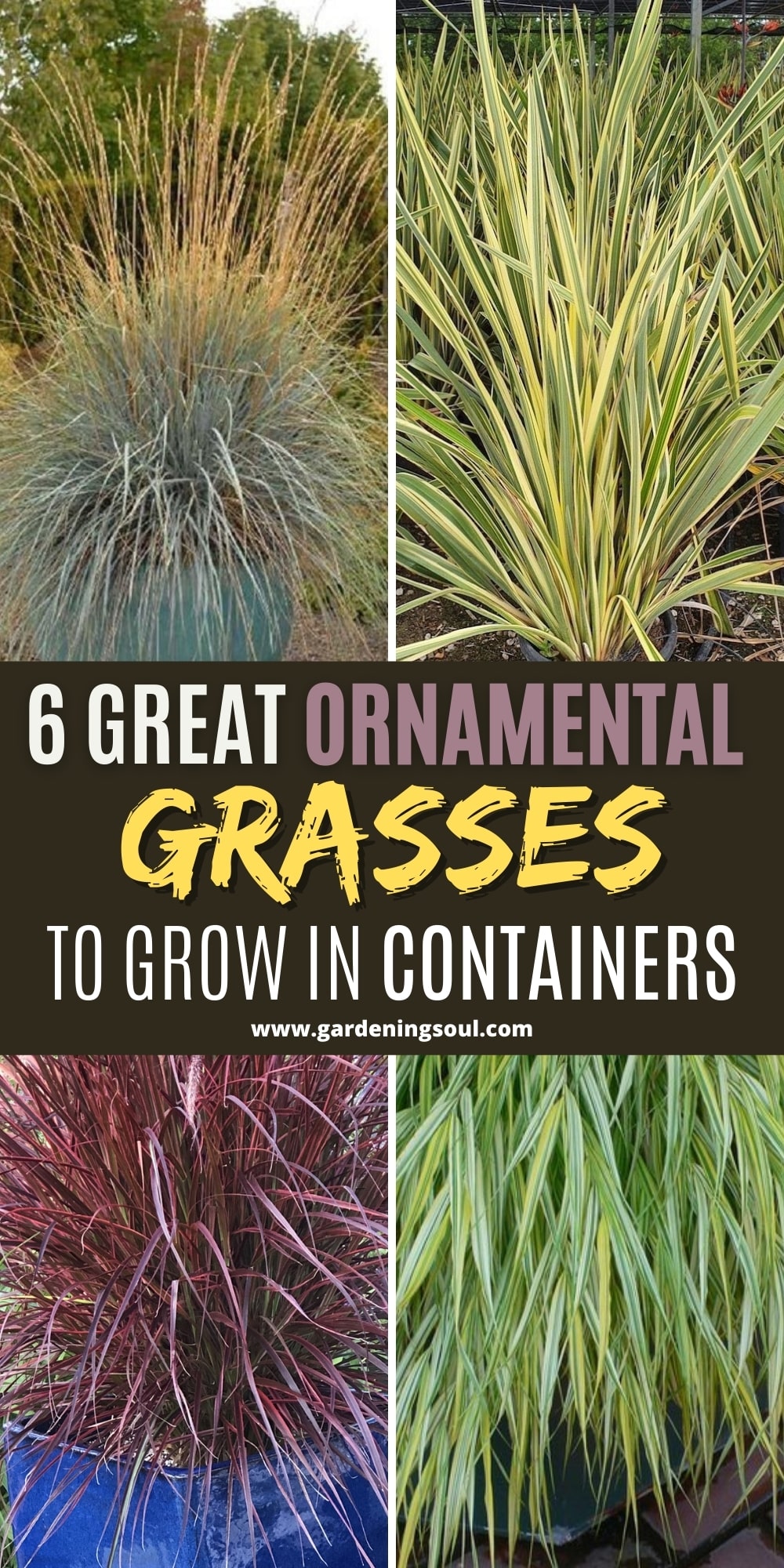 6 Great Ornamental Grasses to Grow in Containers