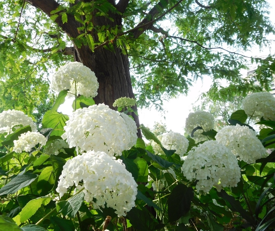 10 Plants That Grow Well Under Trees