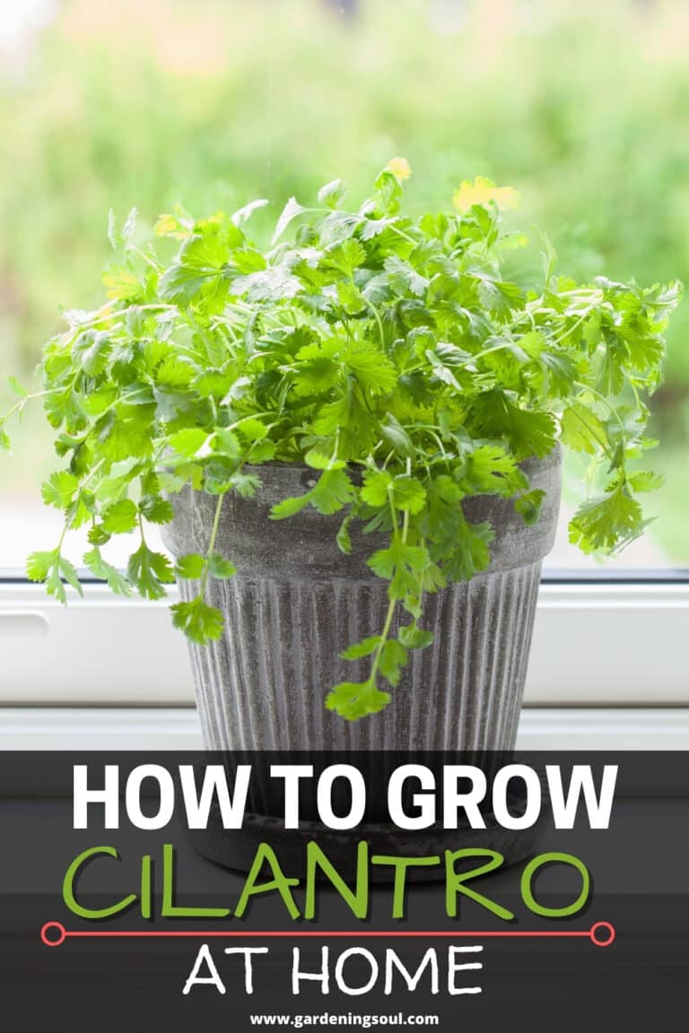 How To Grow Cilantro At Home