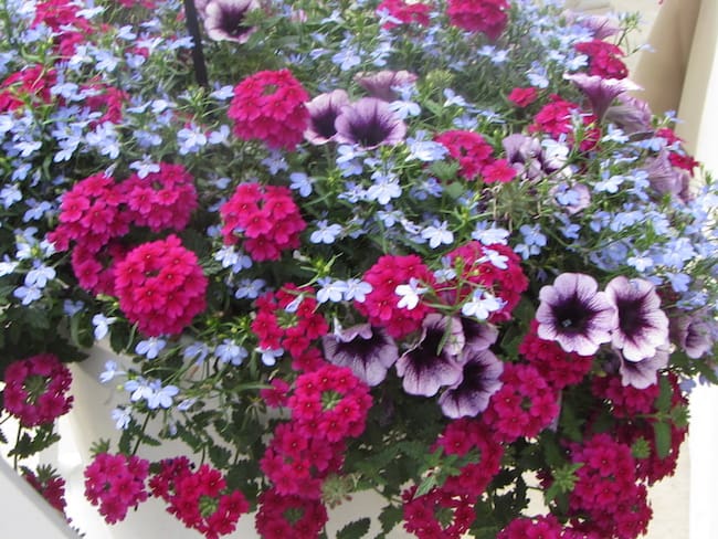 20 Beautiful Pink-Themed Garden Ideas Using Annual Flowers