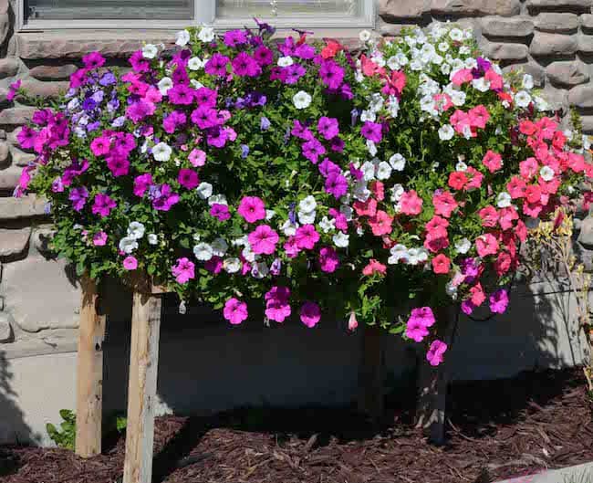 20 Beautiful Pink-Themed Garden Ideas Using Annual Flowers