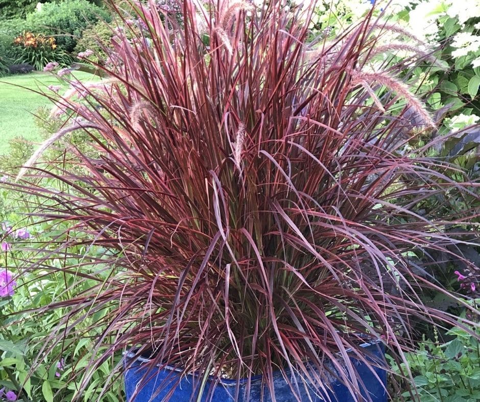 How to Grow Ornamental Grasses in Containers | Best Varieties for a ...