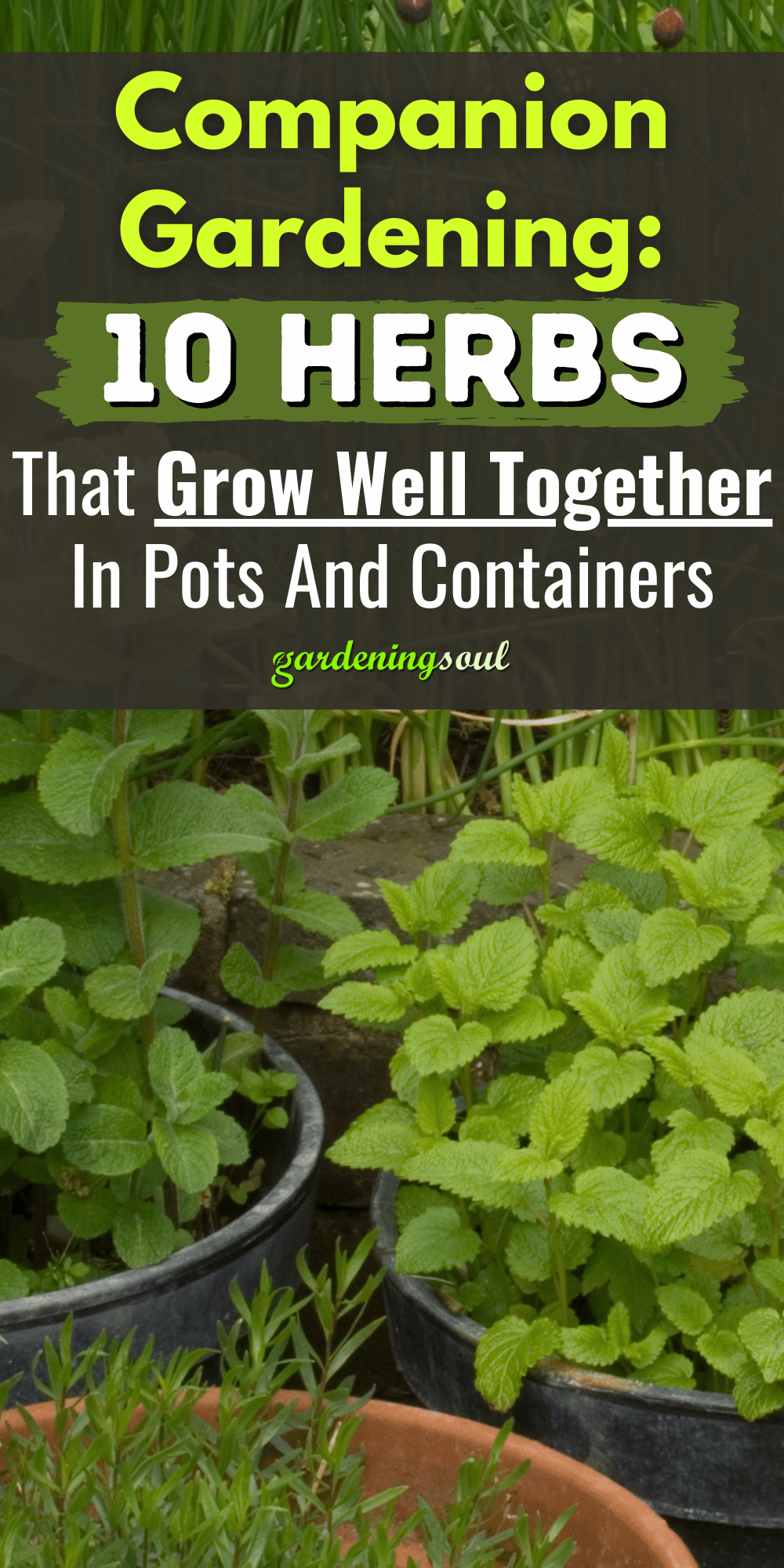 Companion Gardening: 10 Herbs That Grow Well Together In Pots And ...