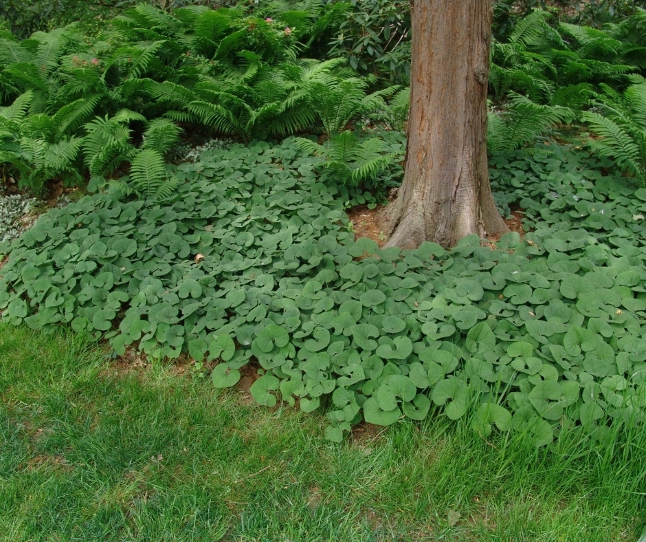 10 Plants That Grow Well Under Trees