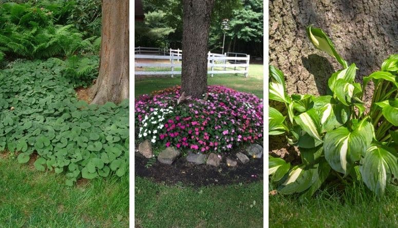 10 Plants That Grow Well Under Trees