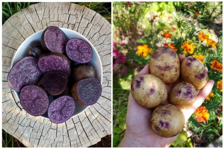 How To Grow Purple Potatoes In Containers