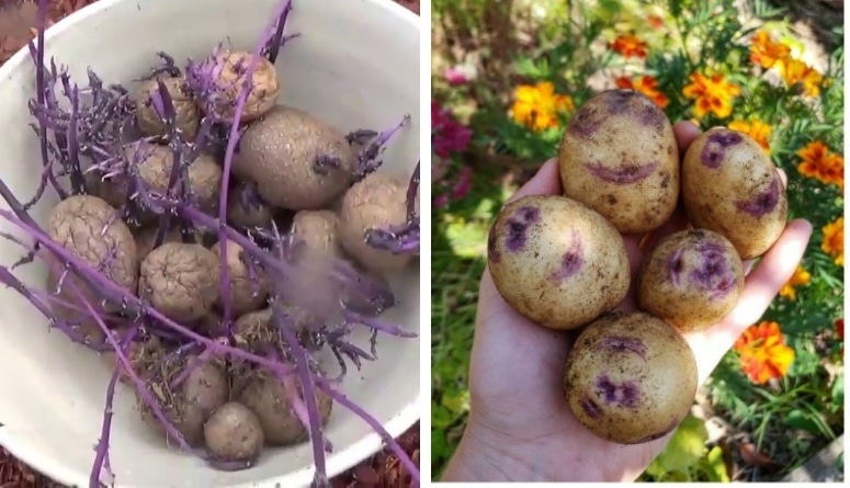 How To Grow Purple Potatoes In Containers